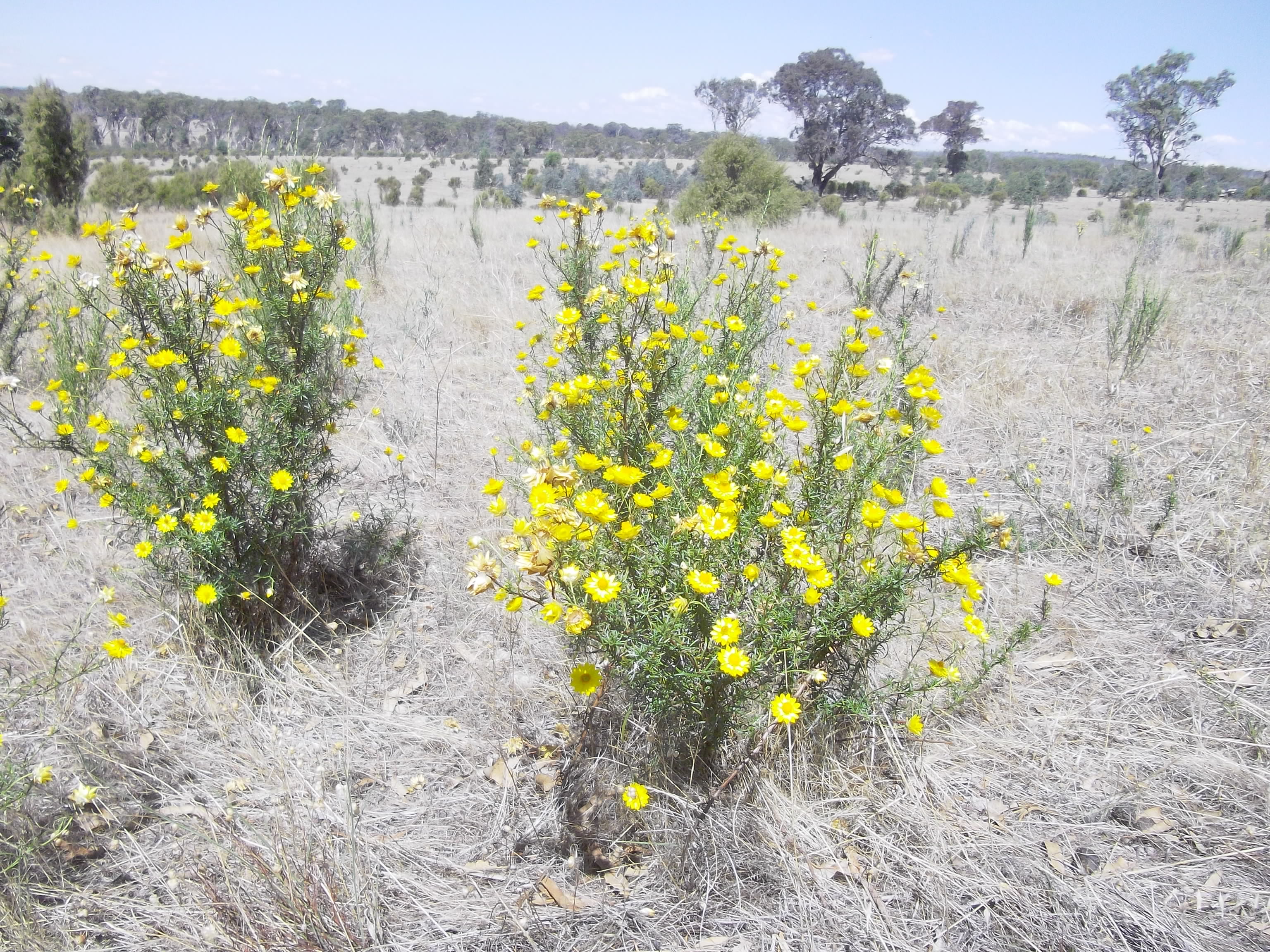 Putting ideas into action: you beauty! – Connecting Country