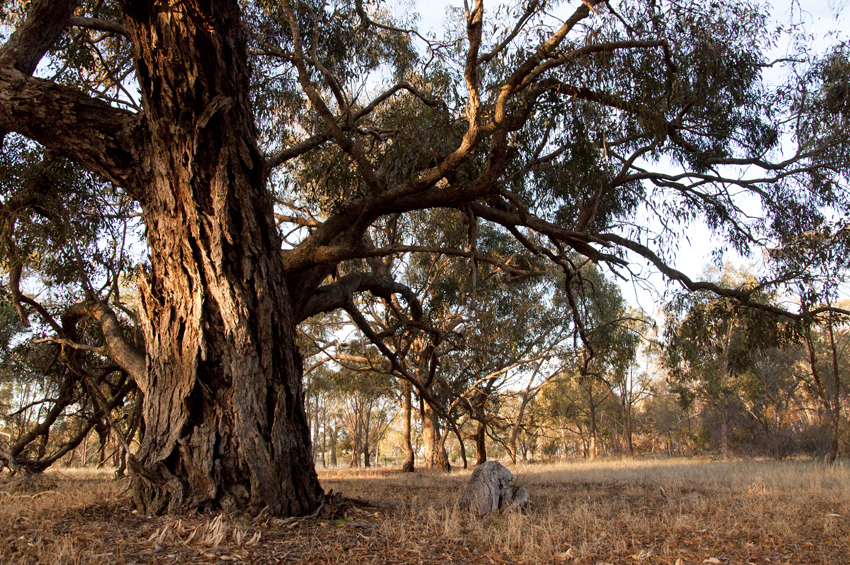 Our majestic paddock trees – Connecting Country
