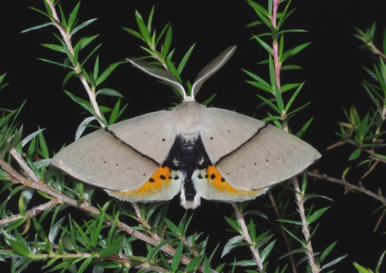 11 Nov 2016 – Presentation about Native Victorian Moths – Connecting ...