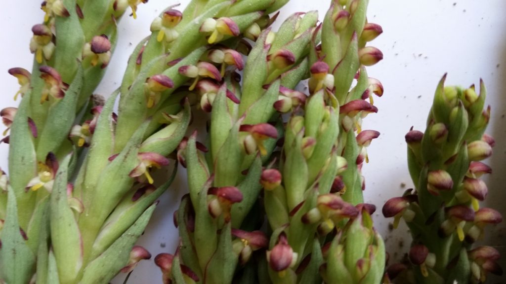 South African Weed Orchid – having an invasive season – Connecting Country