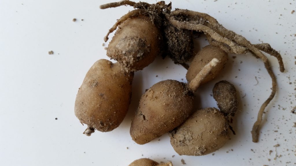 South African Weed Orchid – ID first, then dig out! – Connecting Country