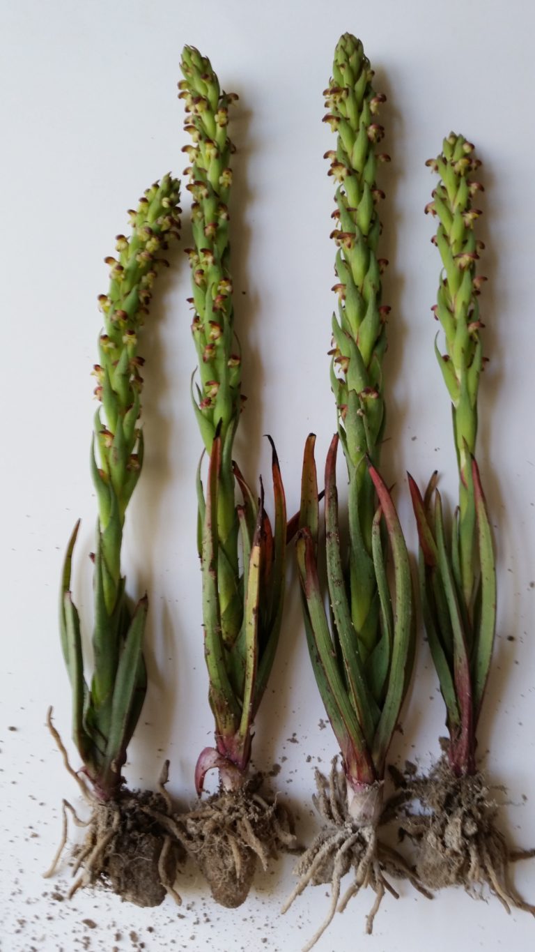 South African Weed Orchid – having an invasive season – Connecting Country