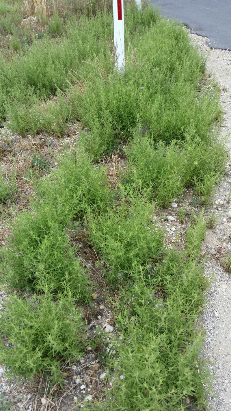 Stinkwort: Act now or be forever stinky! – Connecting Country