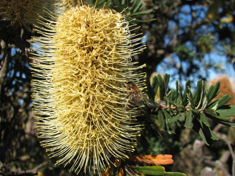 8 Sept 2017 – Banksia ecology presentation – Connecting Country