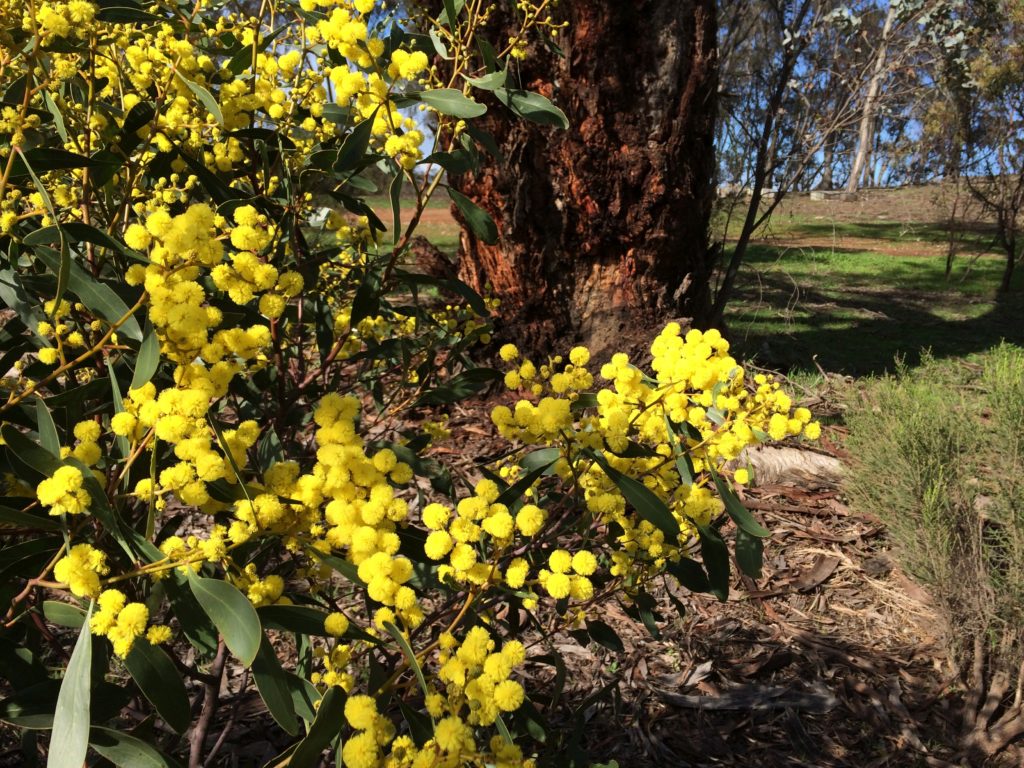 golden-wattle-2 – Connecting Country