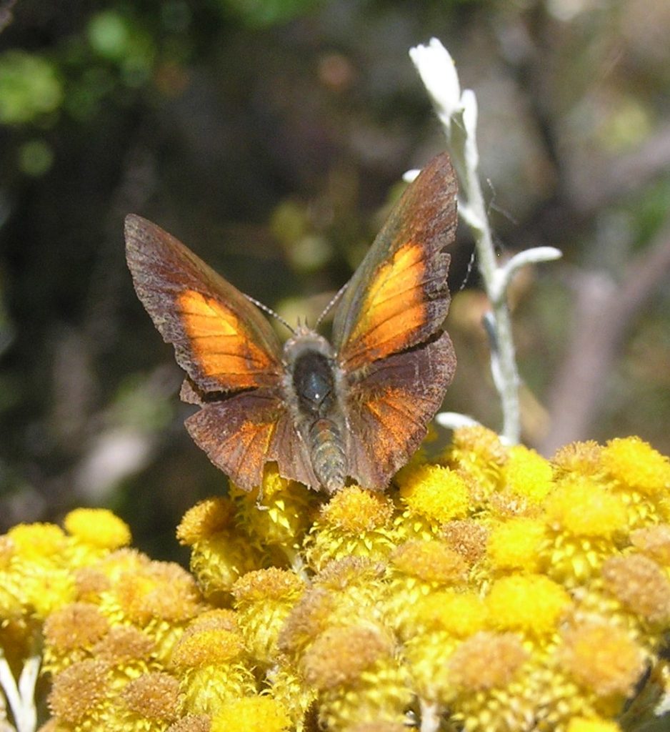 Eltham Copper Butterfly update: 2019-20 surveys – Connecting Country