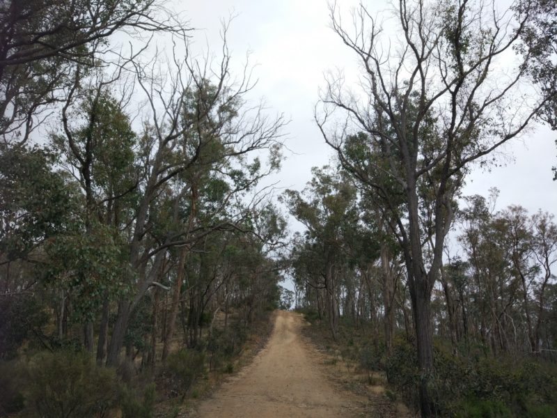 Denuded trees in Castlemaine Diggins NHP. (Photo by Jess Drake ...