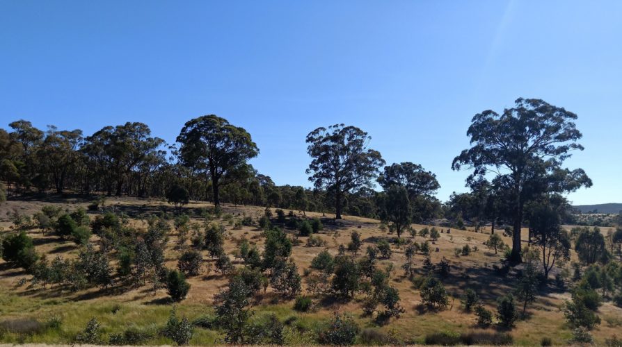 Australia’s Environment in 2019: scorecard for our region – Connecting ...