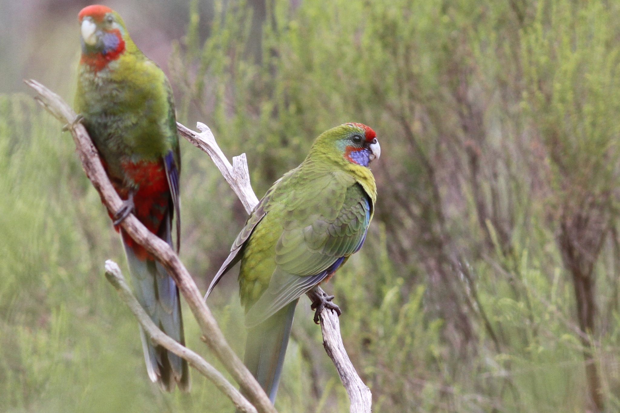 Bird of the month: the chatty Crimson Rosella – Connecting Country