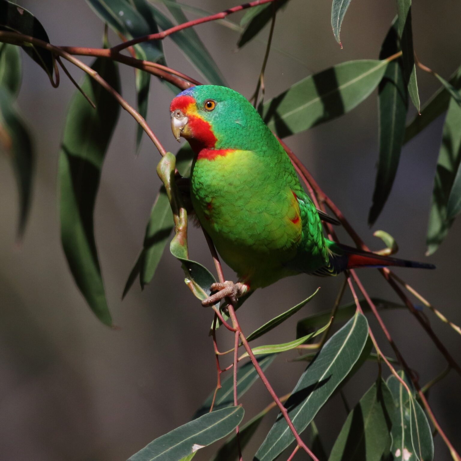 Bird of the month: Swift Parrot – Connecting Country