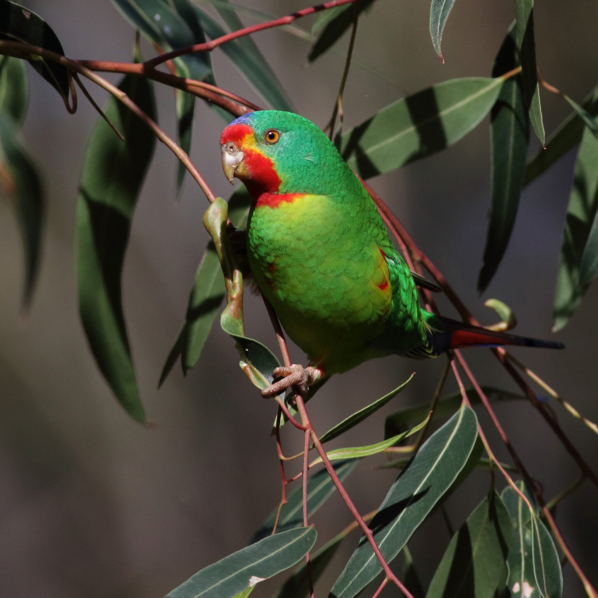 Bird of the month: Swift Parrot – Connecting Country