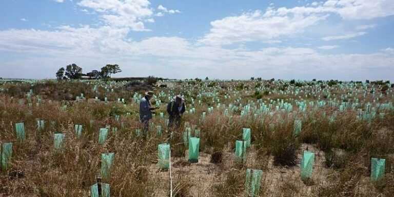Revegetation and monitoring for success webinar – 25 November 2020 ...