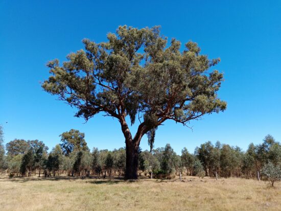 Caring for old paddock trees: best practice – Connecting Country