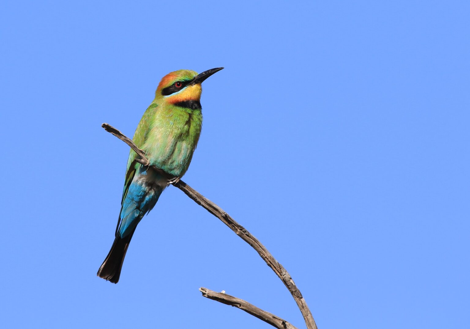 Bird of the month: Rainbow Bee-eater – Connecting Country