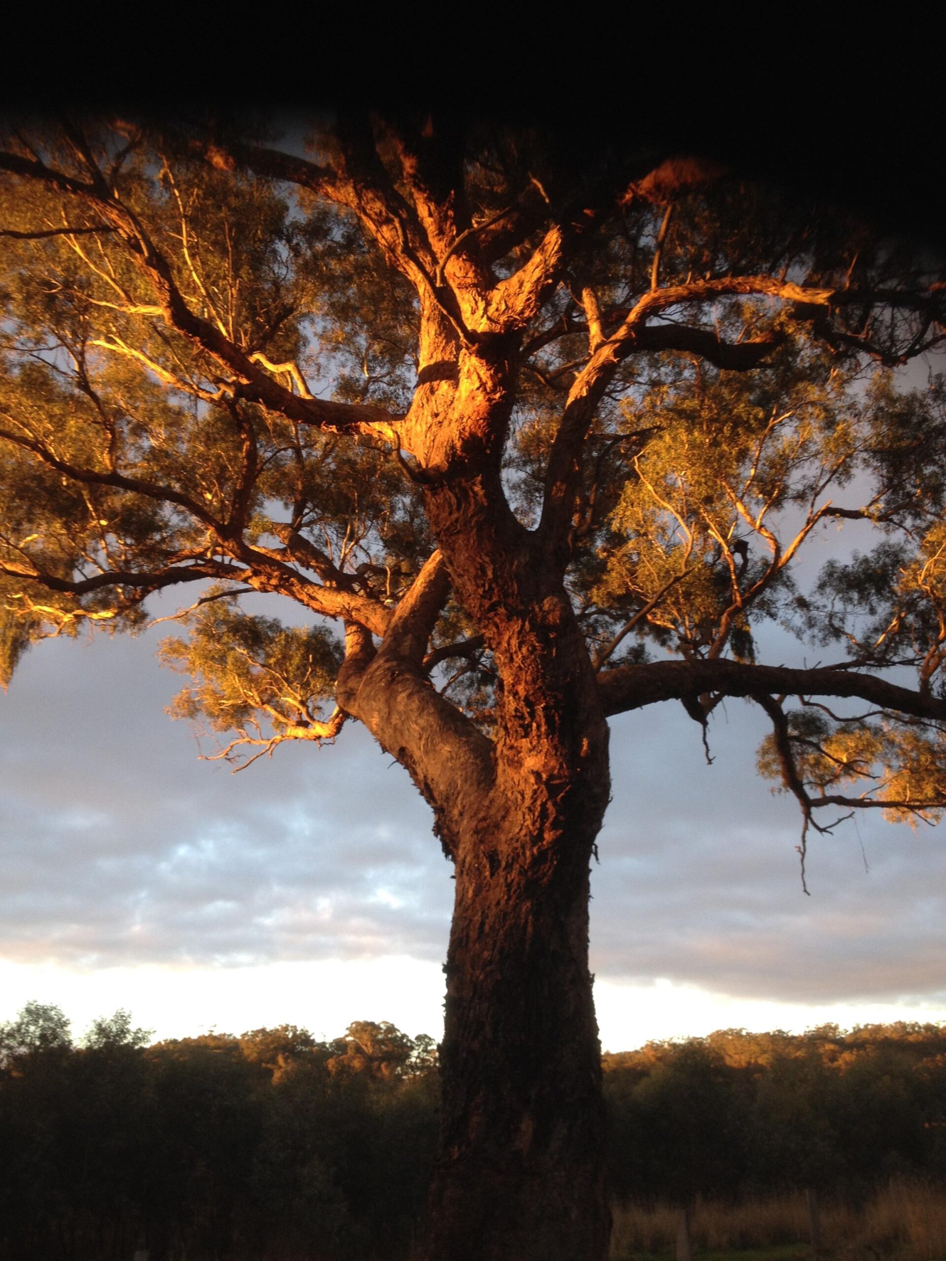 BRP Remnant Rescue at Yandoit – a landholder story – Connecting Country