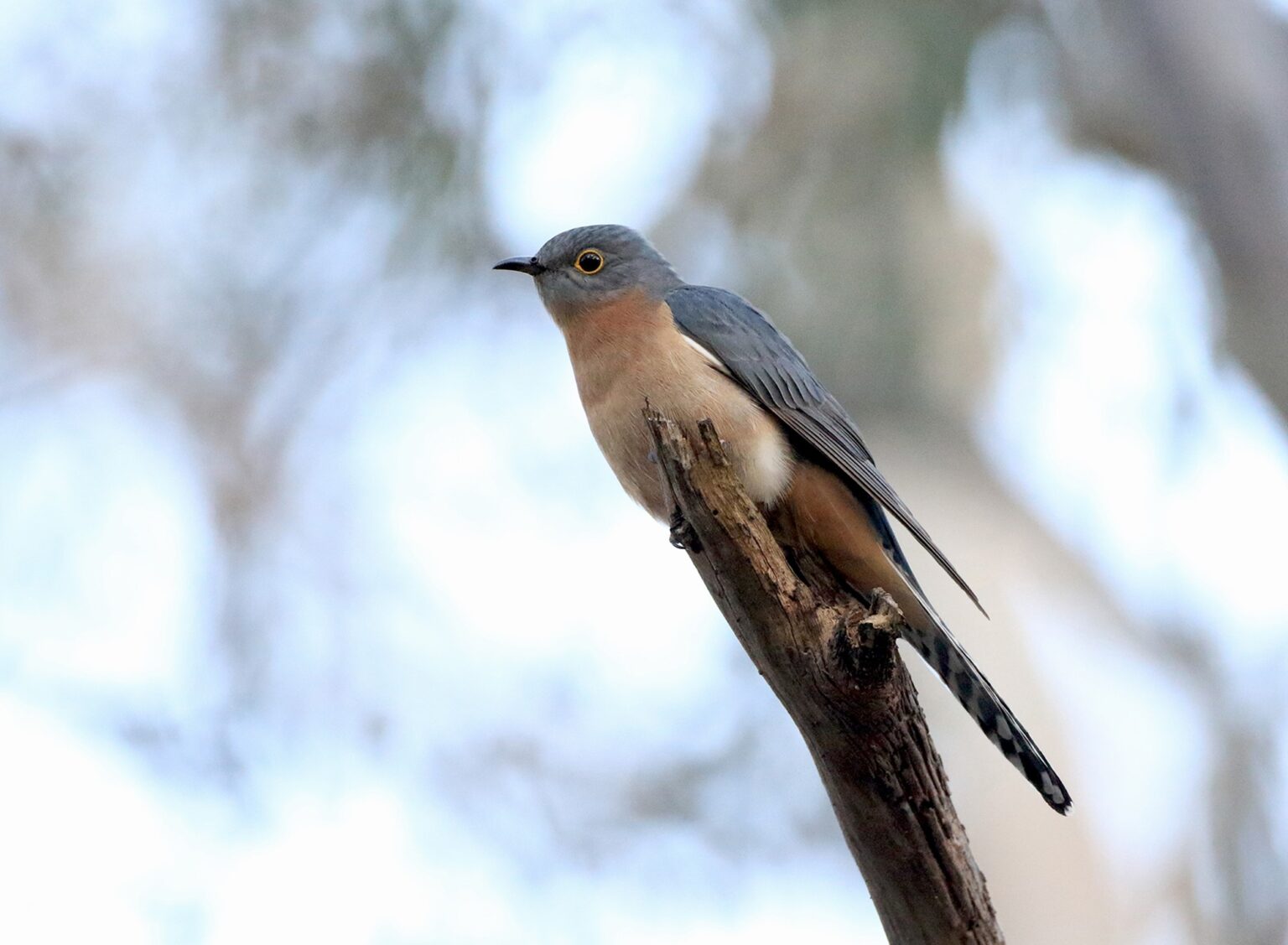Bird of the month: Fan-tailed Cuckoo – Connecting Country