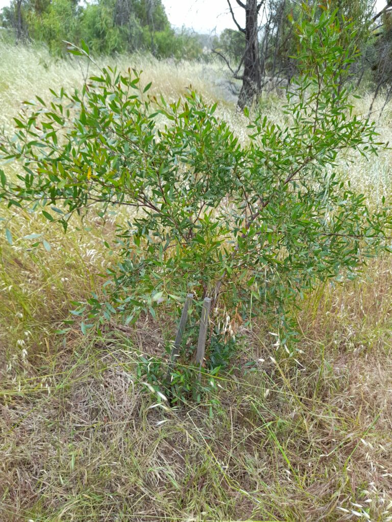 Rescuing remnants for woodland birds – Connecting Country