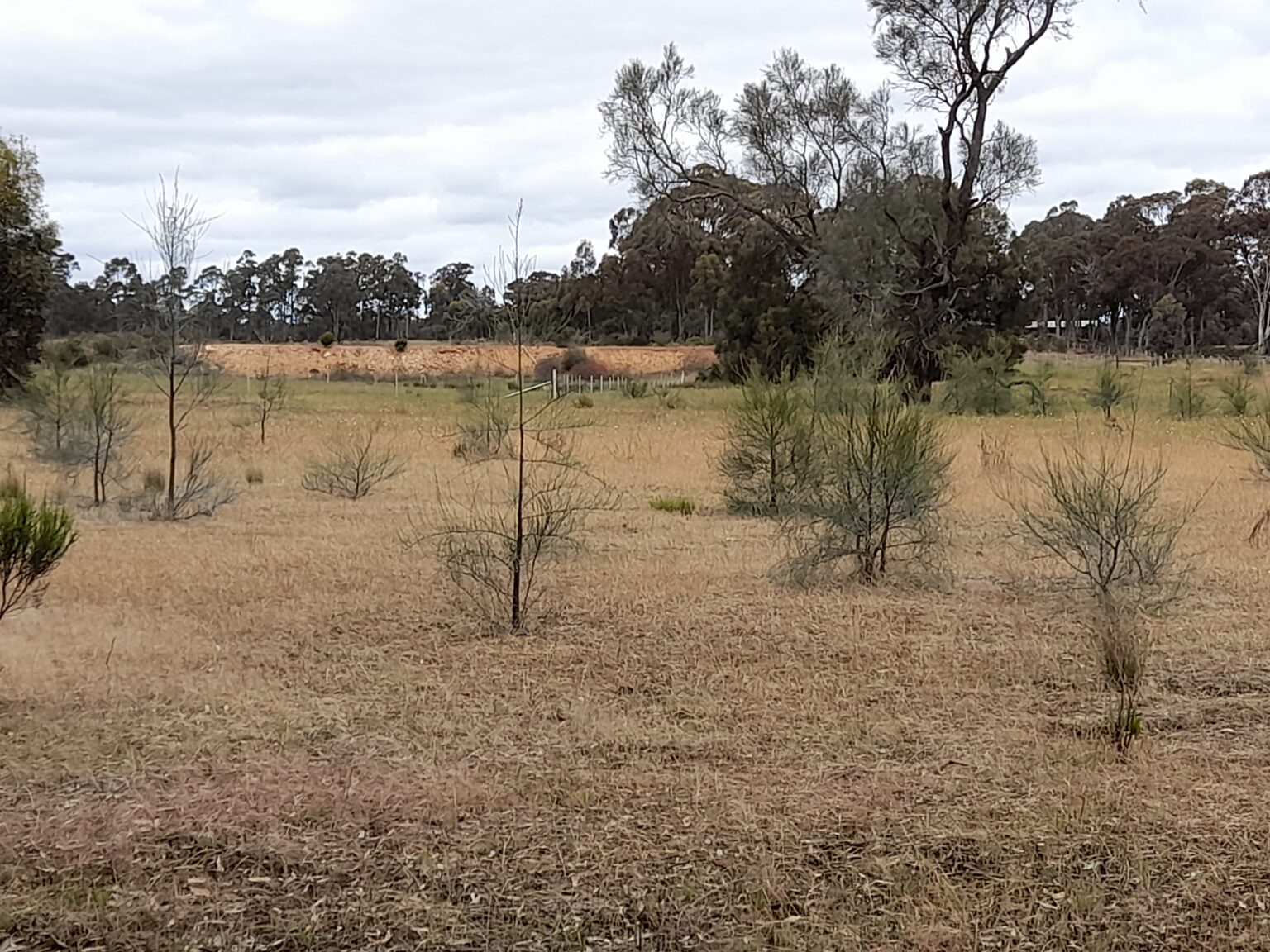 Rescuing remnants for woodland birds – Connecting Country