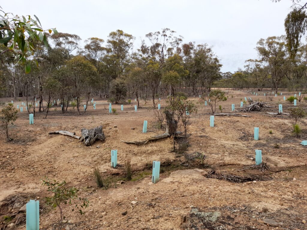 Rescuing remnants for woodland birds – Connecting Country