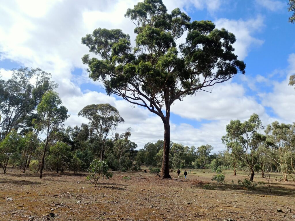 Rescuing remnants for woodland birds – Connecting Country