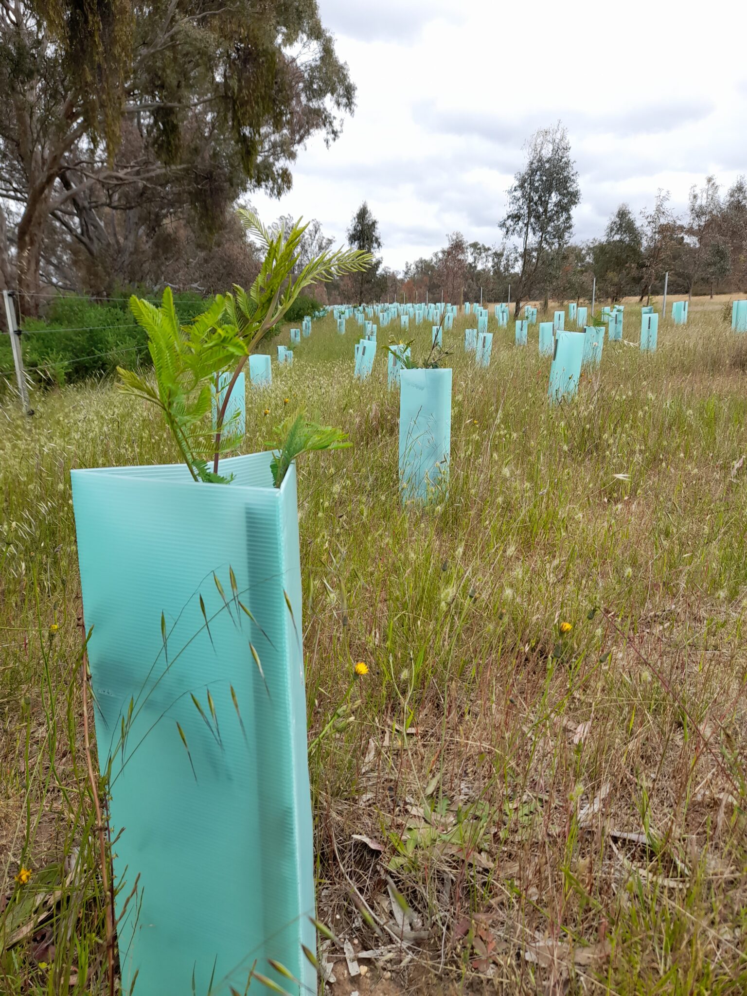 Rescuing remnants for woodland birds – Connecting Country