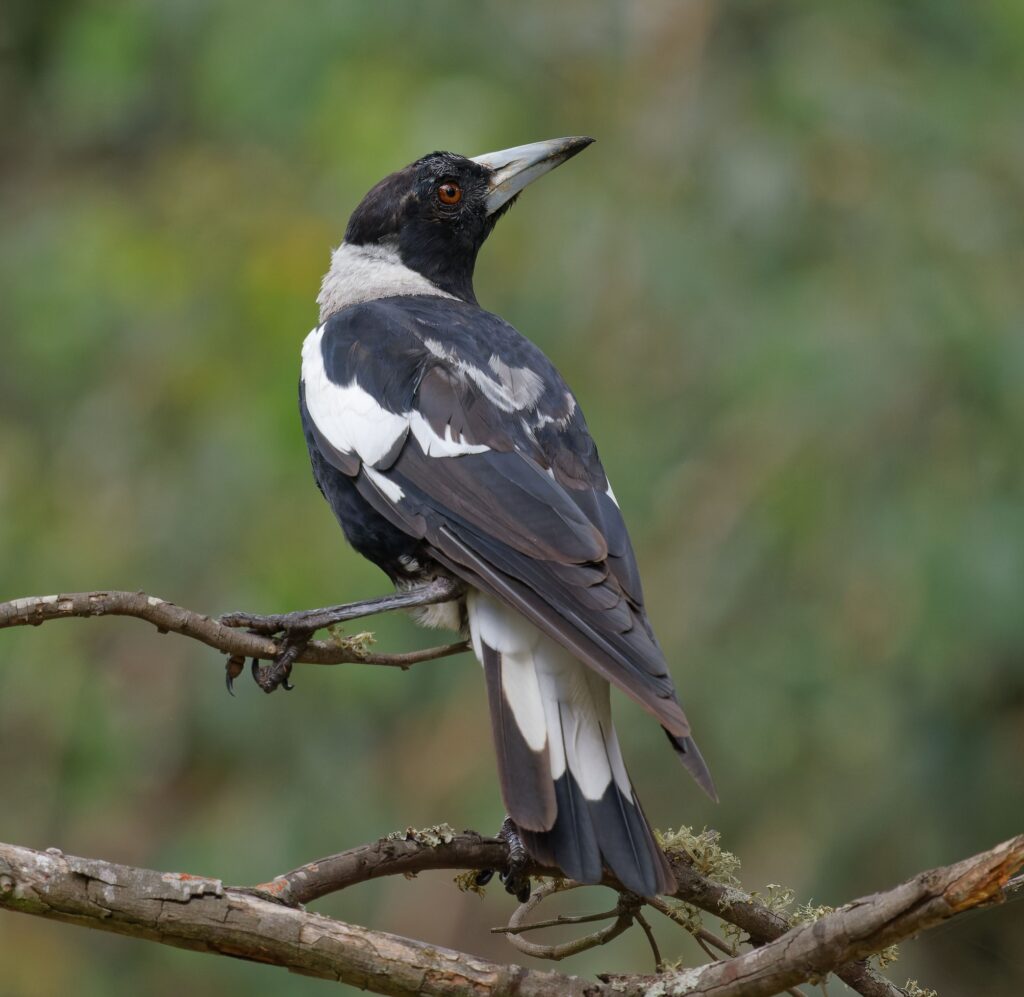 Bird of the month: Australian Magpie – Connecting Country