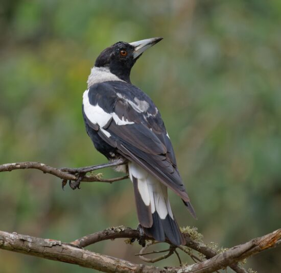 Bird of the month: Australian Magpie – Connecting Country