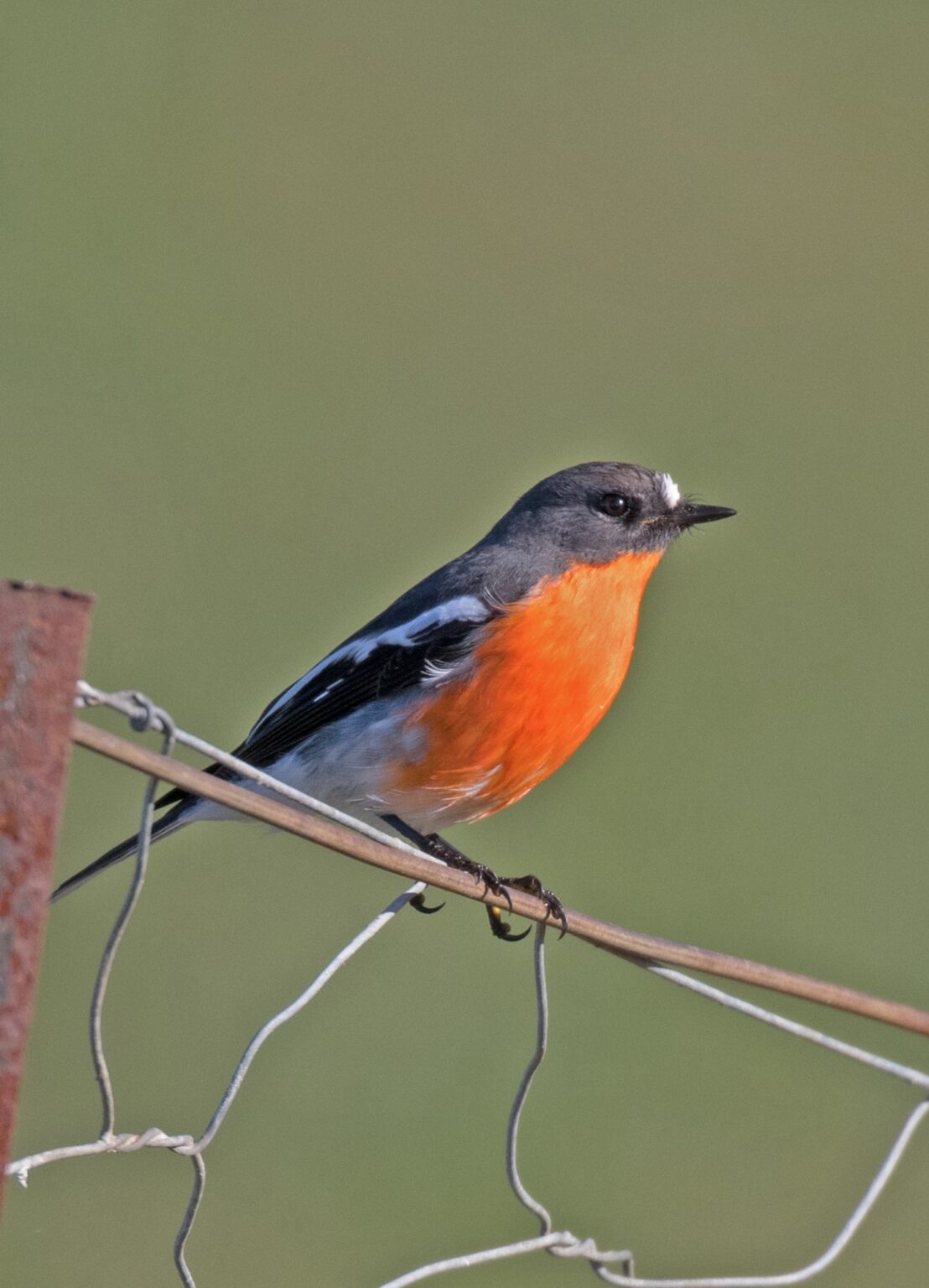 Bird of the month: Flame Robin – Connecting Country