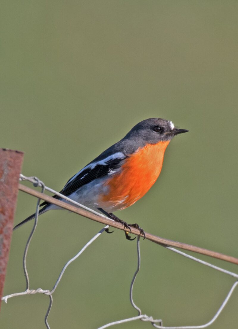 Bird of the month: Flame Robin – Connecting Country