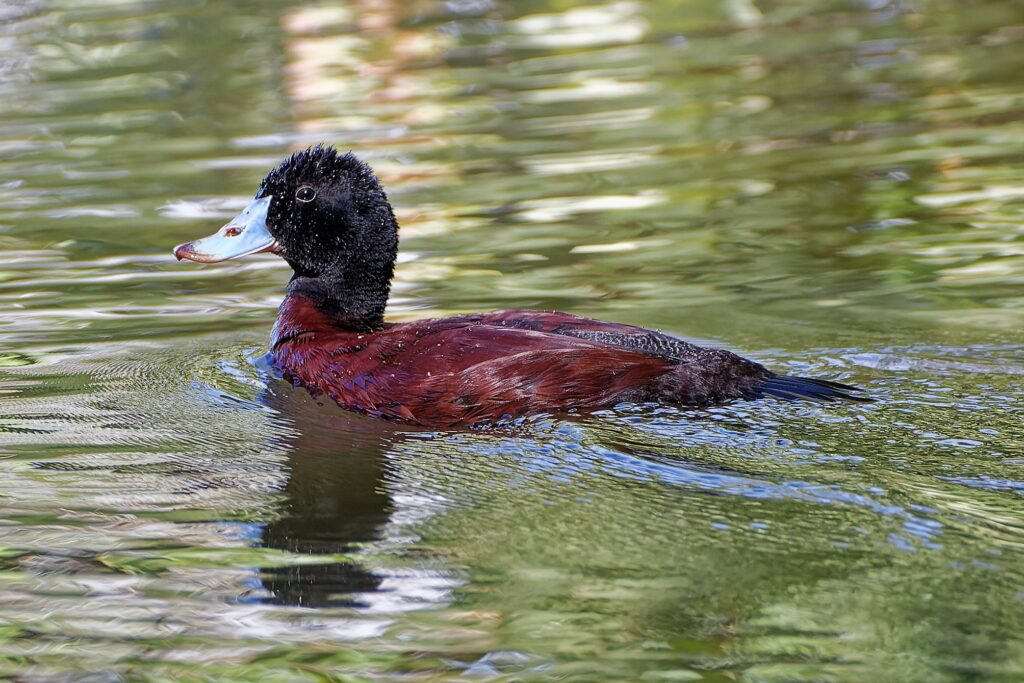 Bird of the month: Blue-billed Duck – Connecting Country