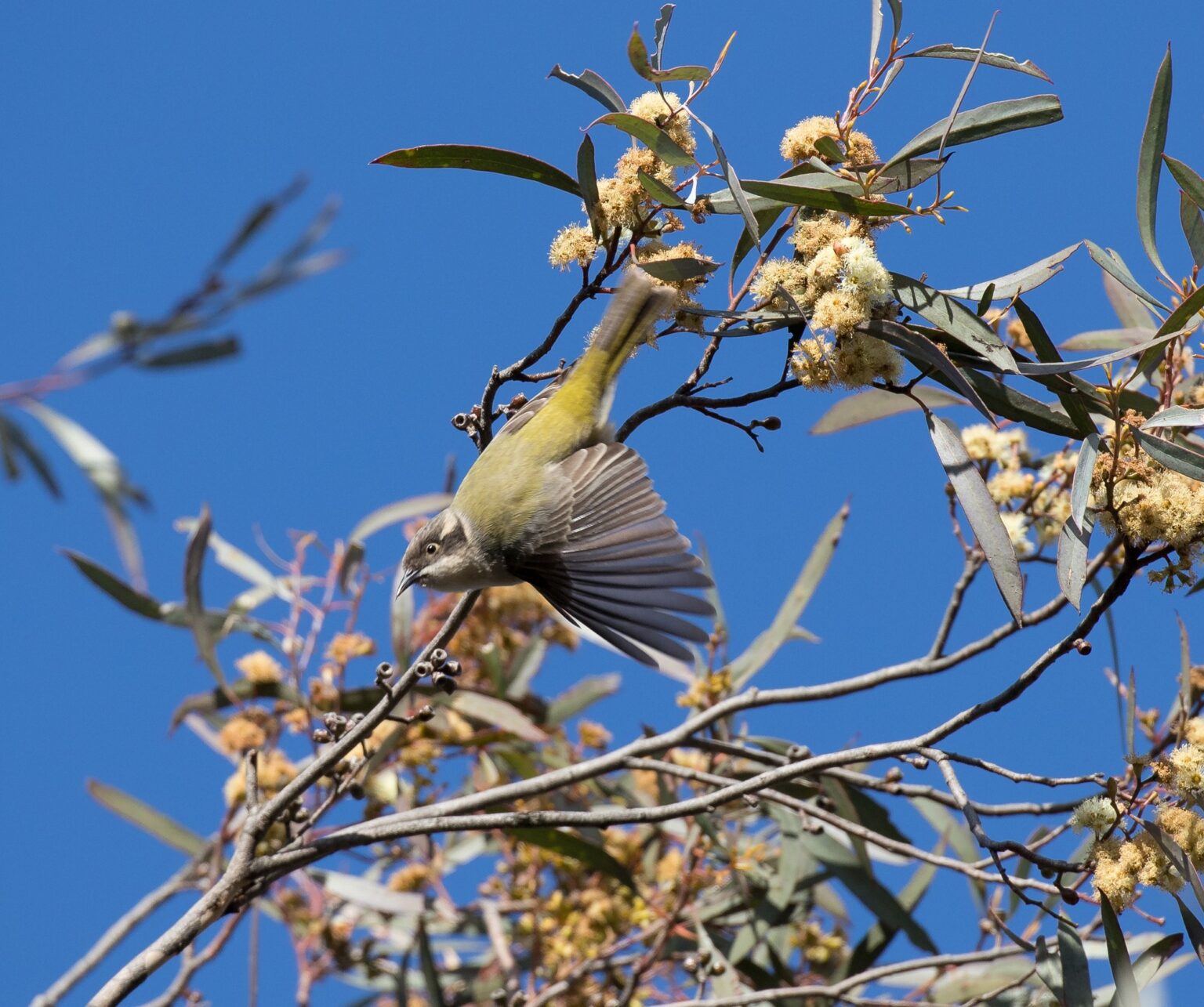 Bird of the month: Brown-headed Honeyeater – Connecting Country