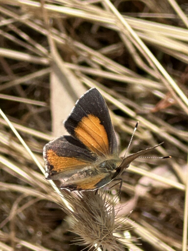 Critically endangered butterfly appears right on cue – Connecting Country