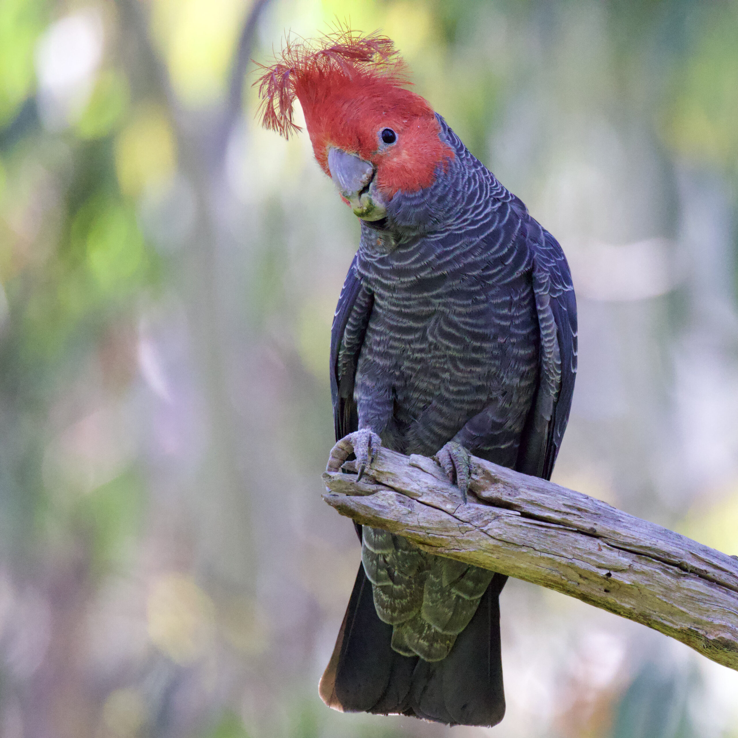 Bird Of The Month Gang Gang Cockatoo Connecting Country Bird Of The Month Gang Gang Cockatoo Connecting Country