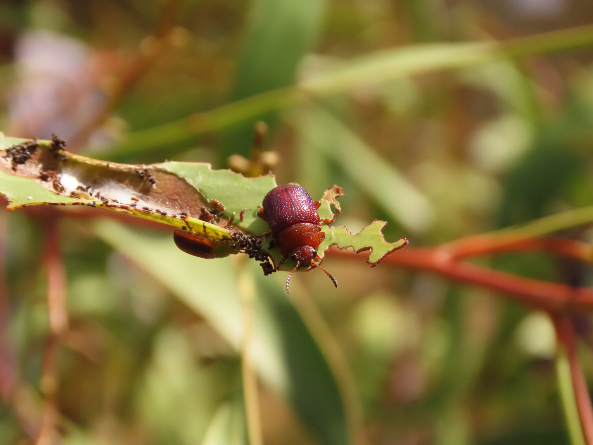 The Buzz project: promoting pollinators of central Victoria ...