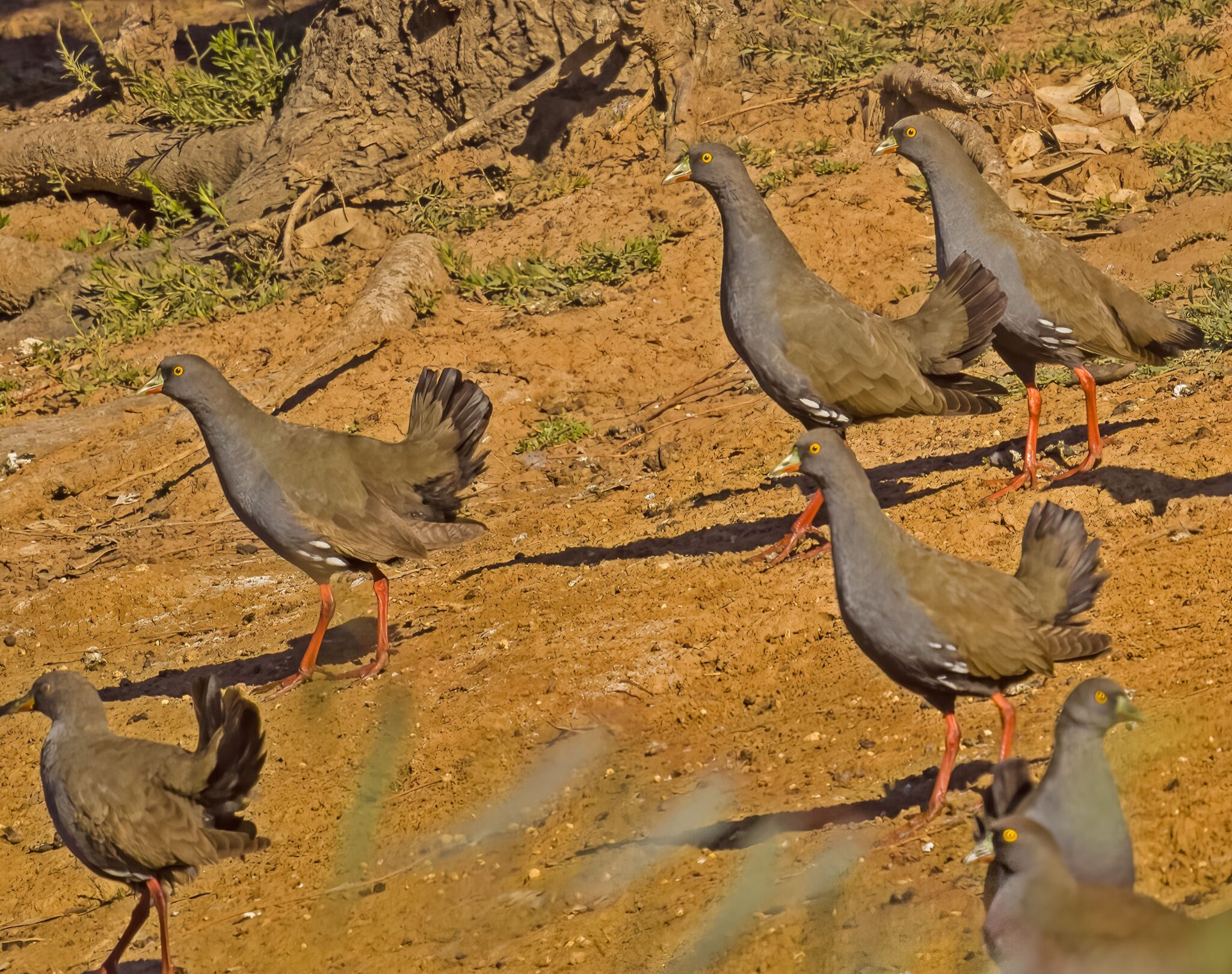 Bird of the month: Black-tailed Native Hen – Connecting Country