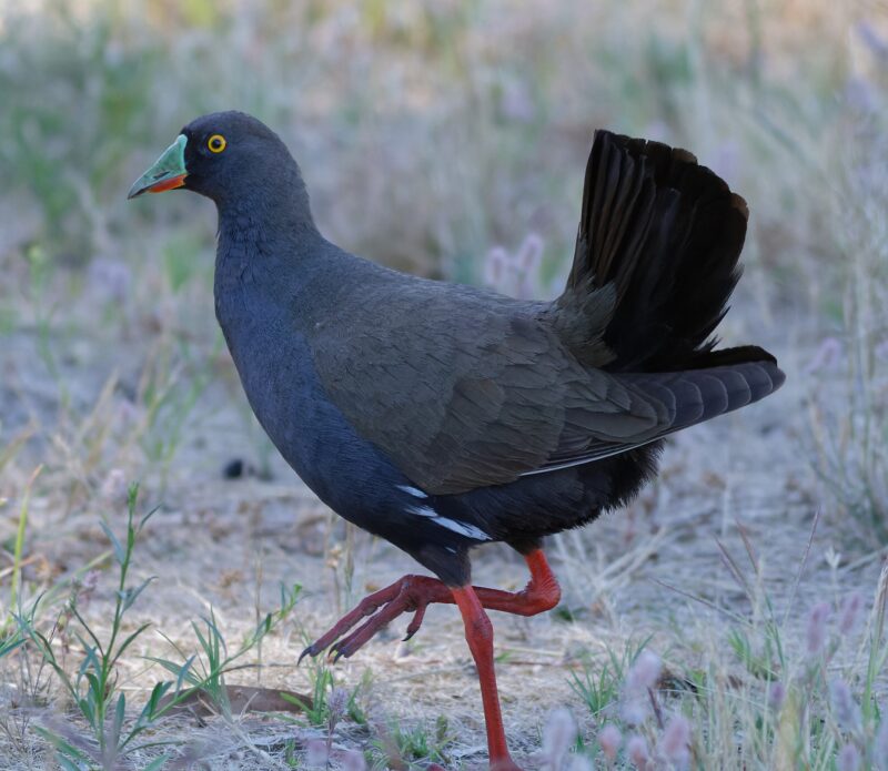 Bird of the month: Black-tailed Native Hen – Connecting Country