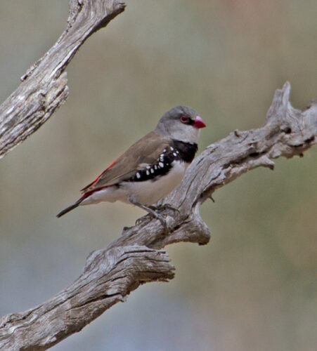 Bird of the month: Diamond Firetail – Connecting Country