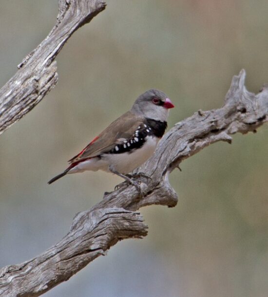 Bird of the month: Diamond Firetail – Connecting Country