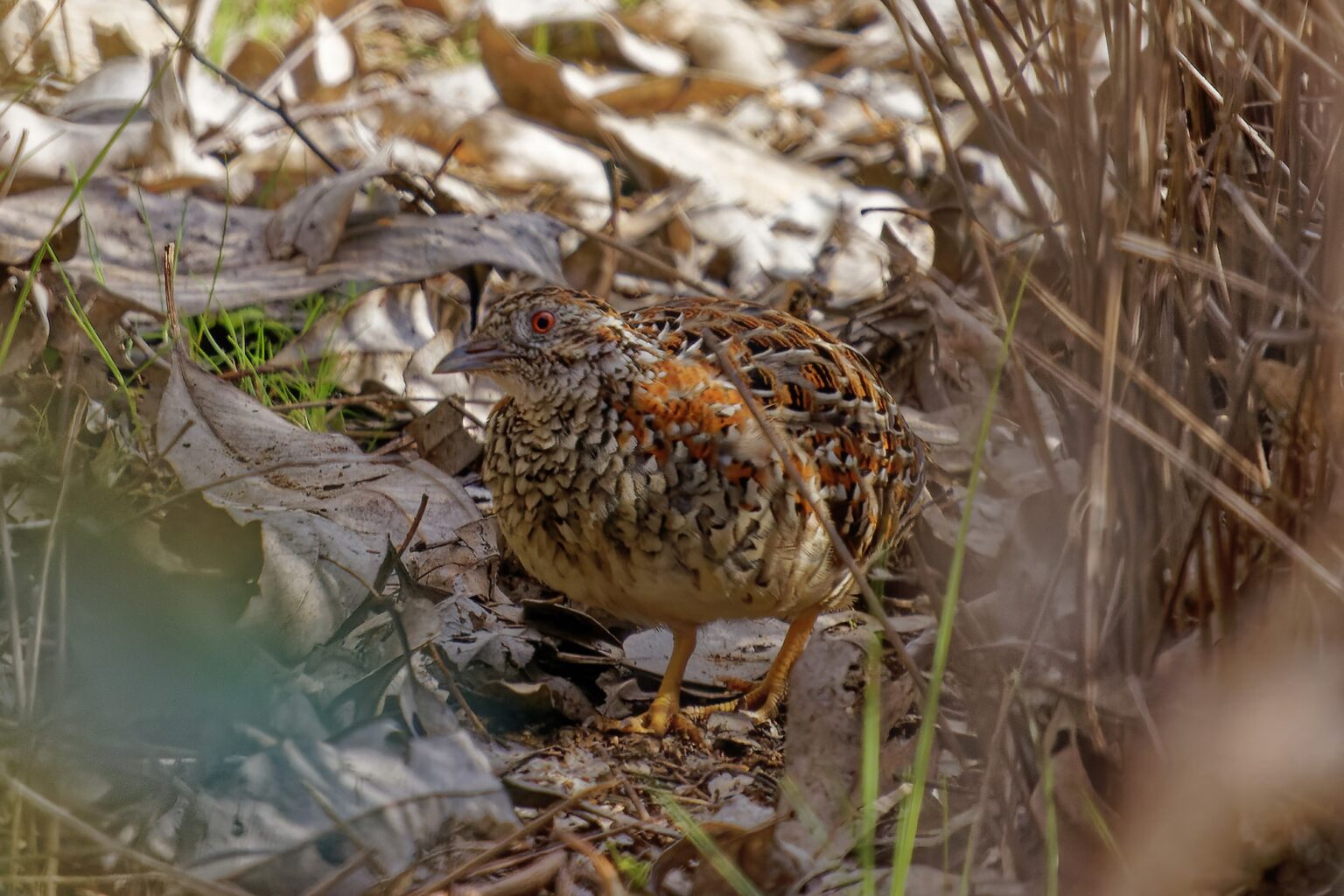 Bird of the month: Painted Button-quail – Connecting Country