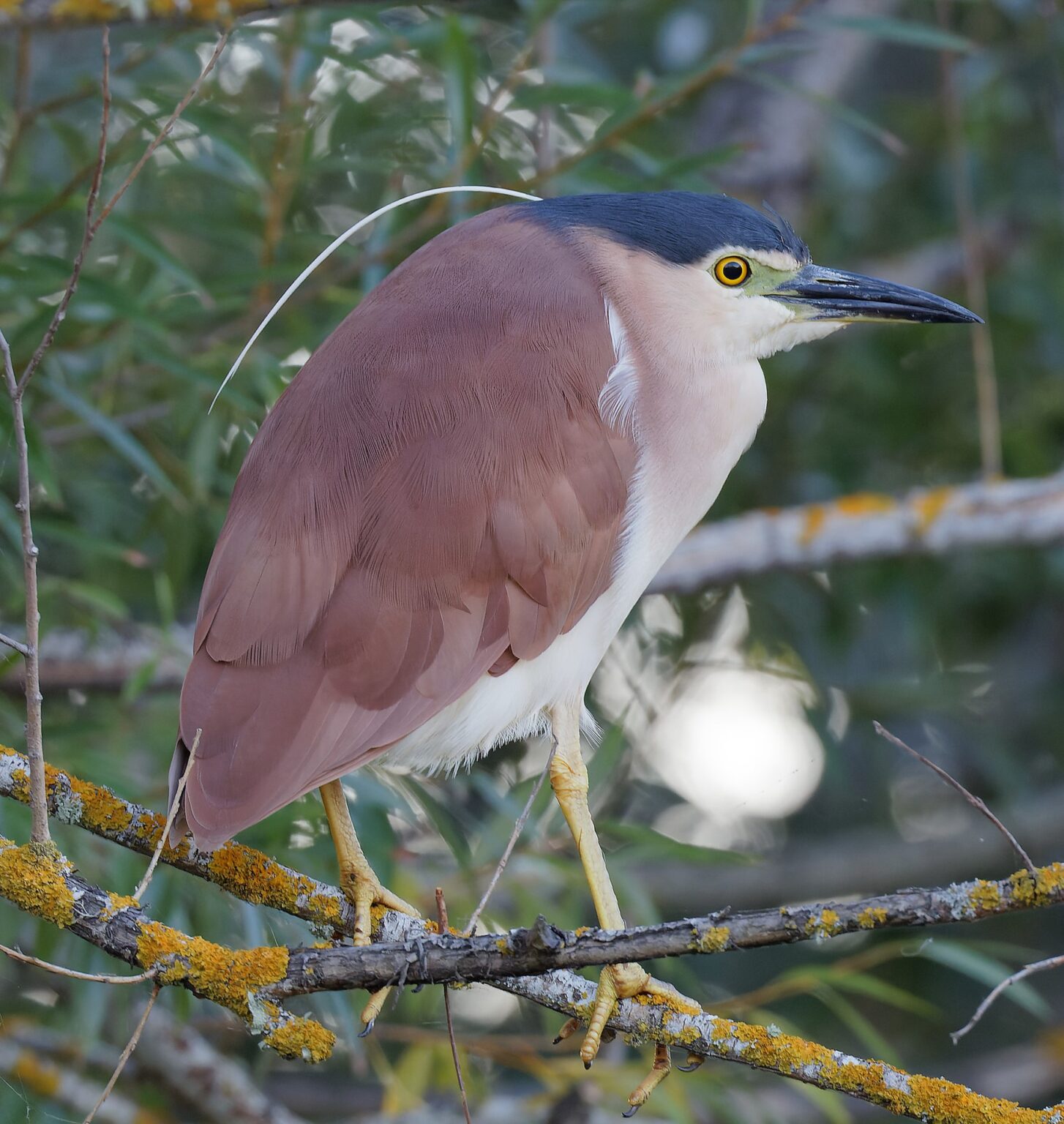 Bird of the month: Nankeen Night-Heron – Connecting Country
