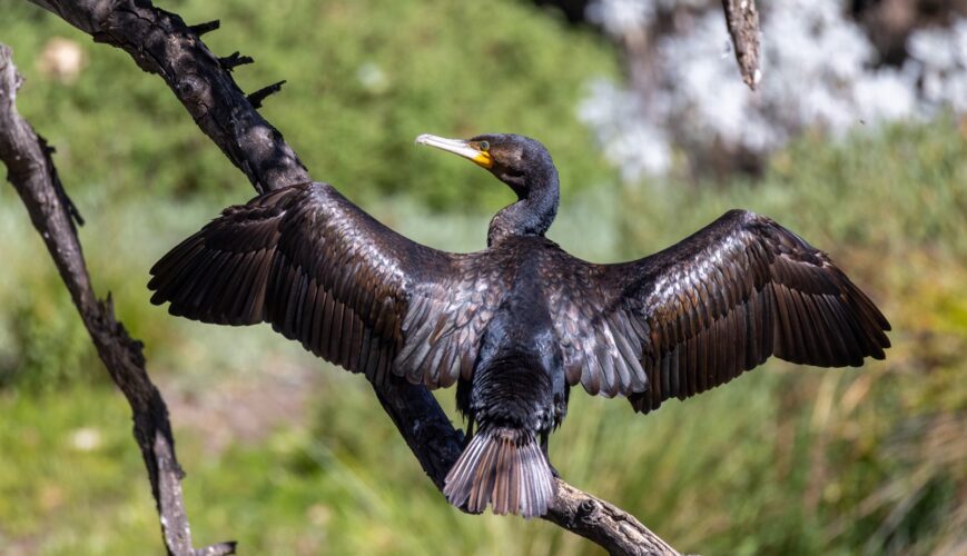 Bird of the Month: Great Cormorant – Connecting Country
