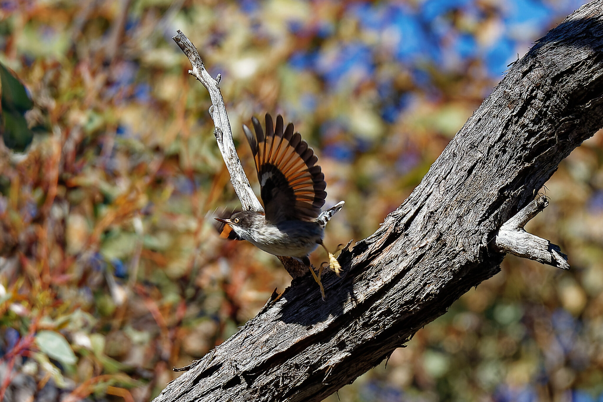 Bird of the Month: Varied Sitella – Connecting Country