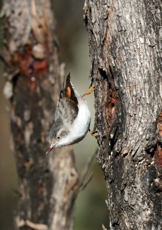 Bird of the Month: Varied Sitella – Connecting Country