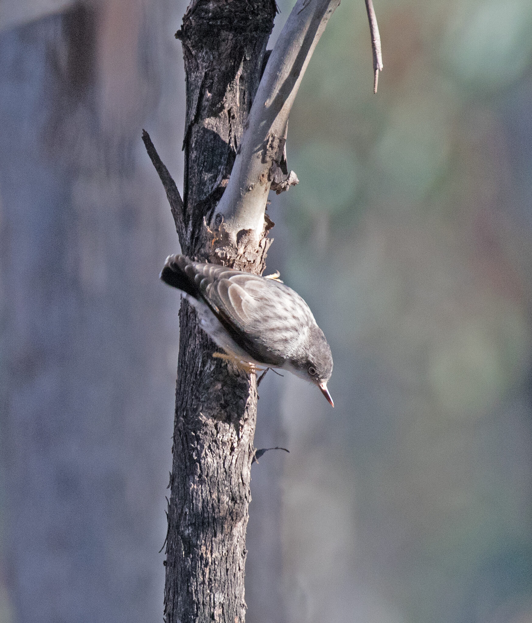 Bird of the Month: Varied Sitella – Connecting Country