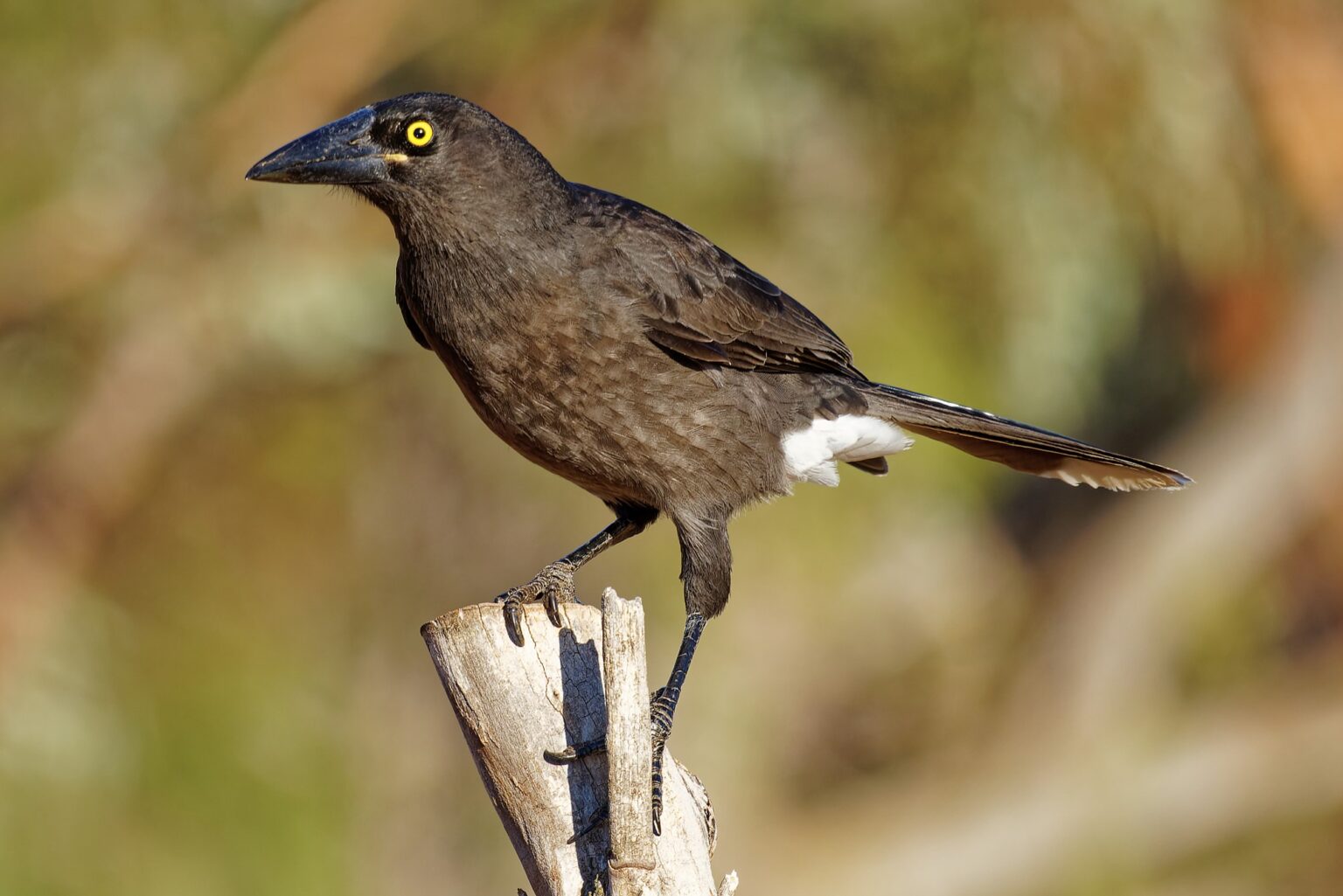 Bird of the Month: Grey Currawong – Connecting Country
