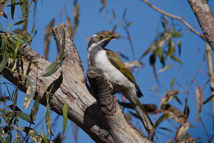 Bird of the Month: Blue-faced Honeyeater – Connecting Country