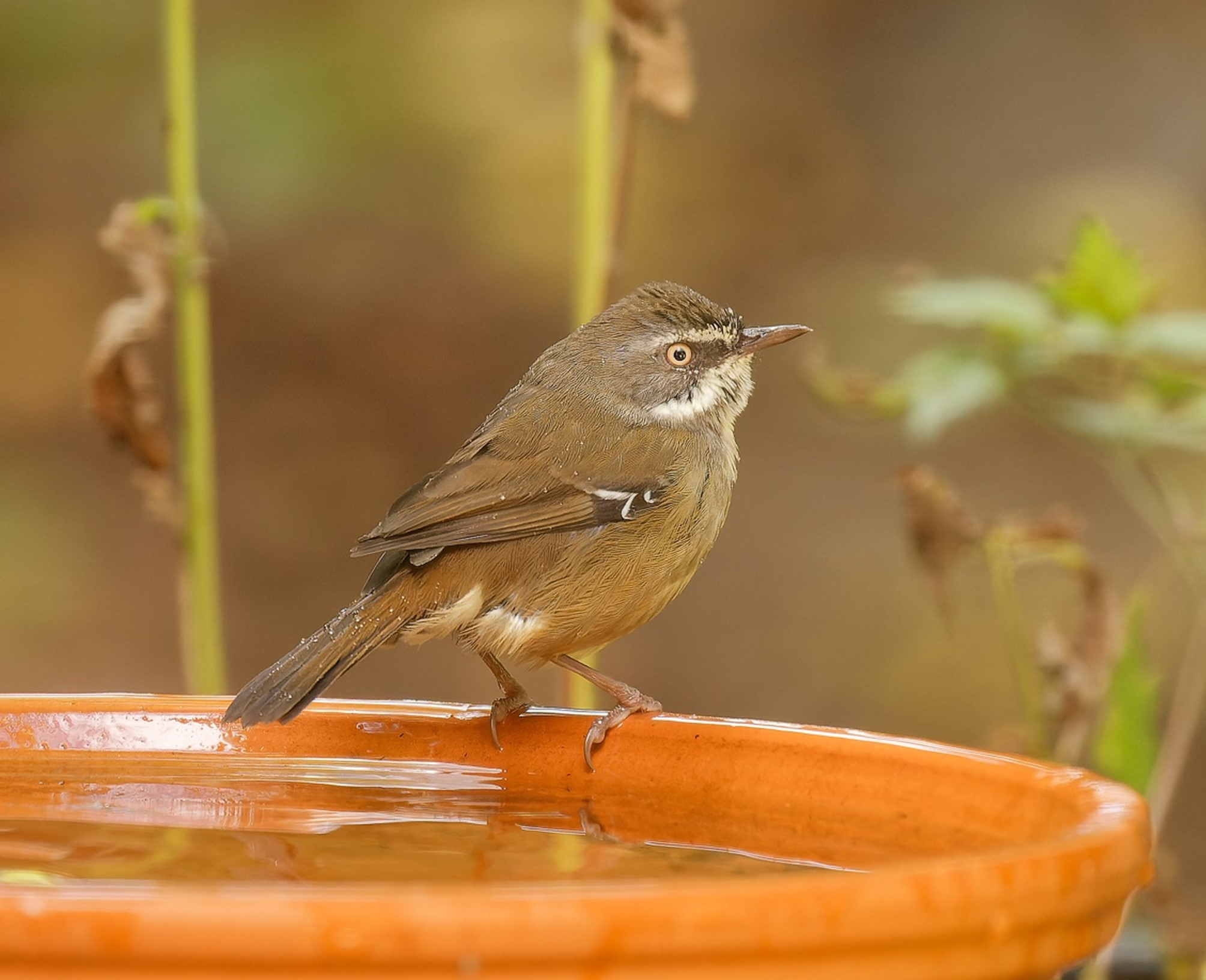 Bird of the Month: Supporting birdlife through extreme weather ...