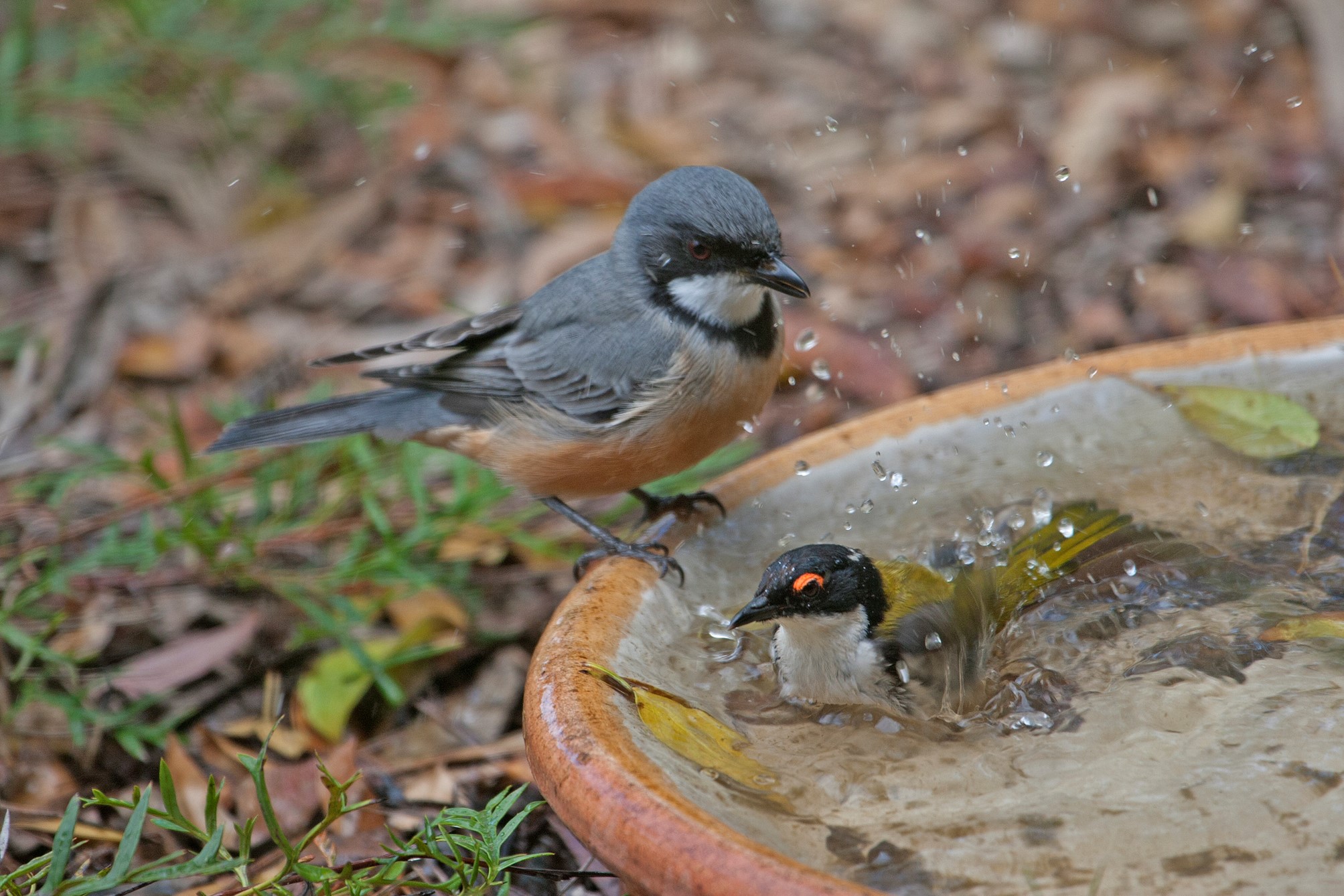 Bird of the Month: Supporting birdlife through extreme weather ...